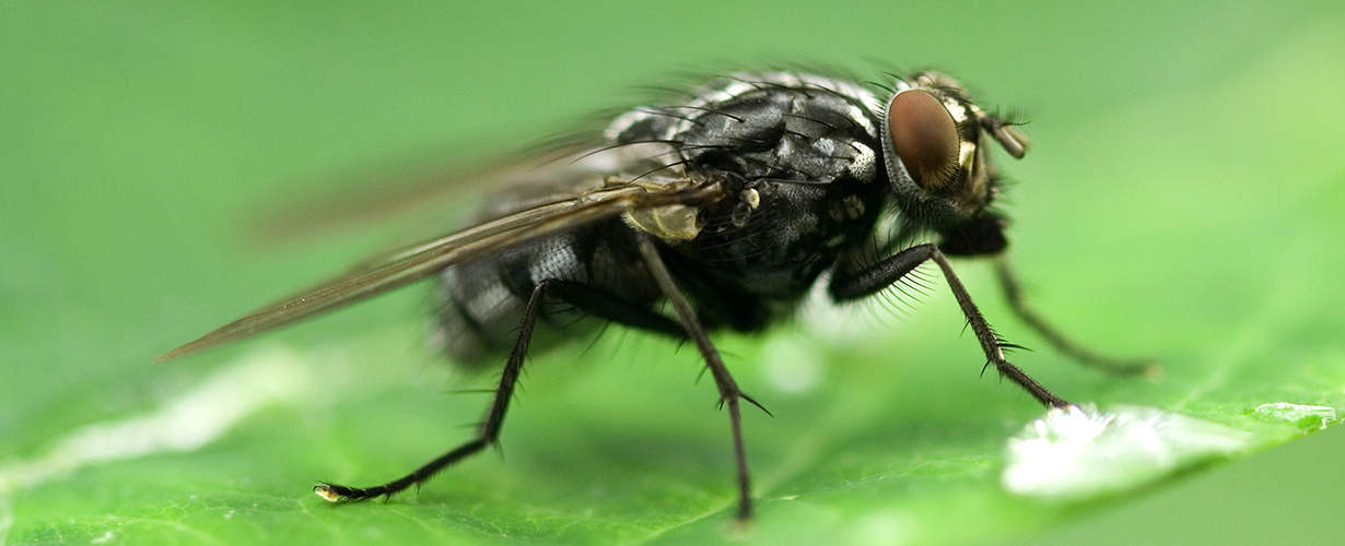 Onchocerciasis | WHO | Regional Office for Africa