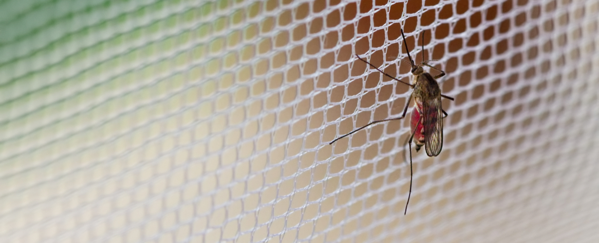 Yellow Fever | WHO | Regional Office for Africa
