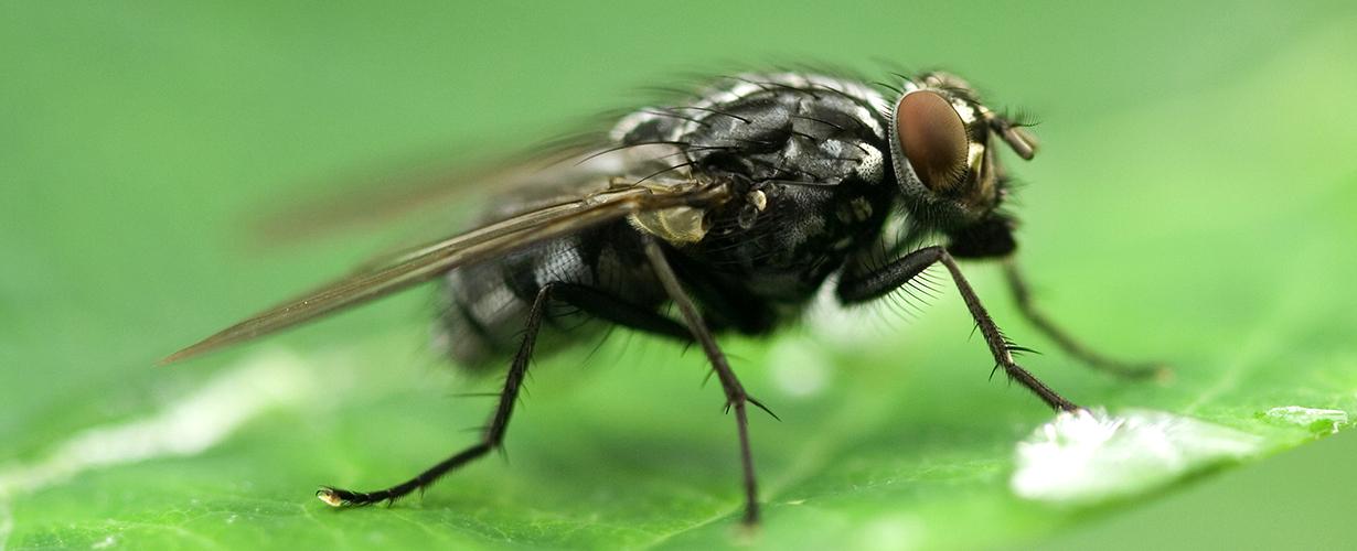 Onchocerciasis | WHO | Regional Office for Africa