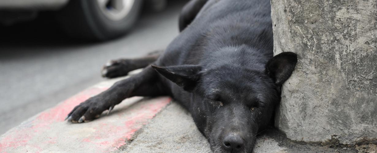 Rabies | WHO | Regional Office for Africa