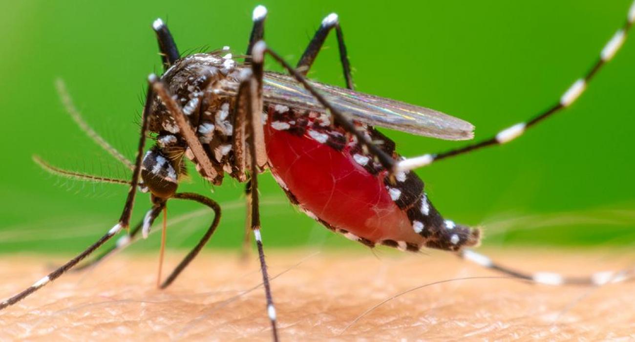 Chikungunya | WHO | Regional Office for Africa